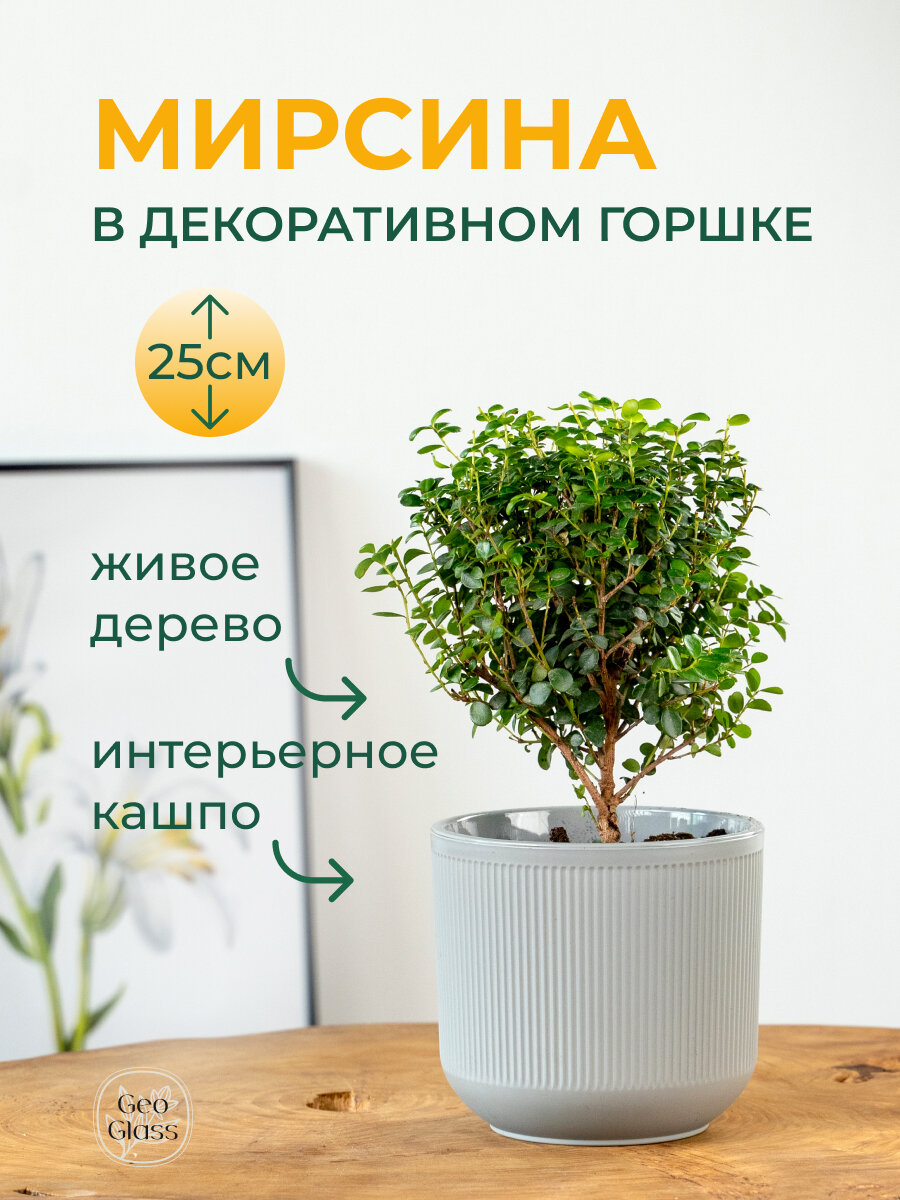 Geo Glass: Мирт комнатный , комнатные растения , домашние растения