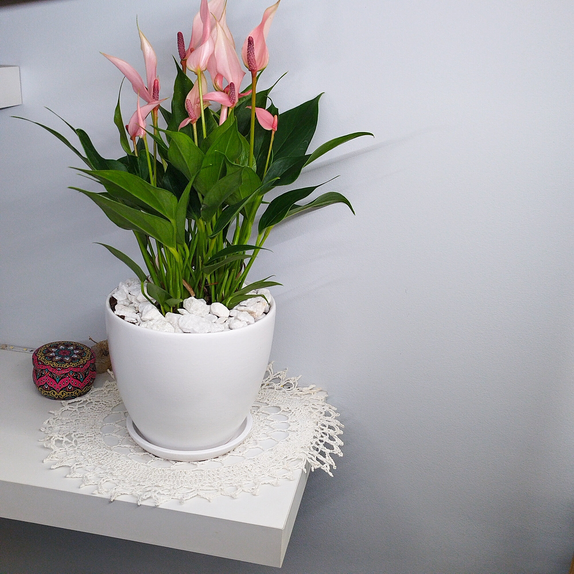 Антуриум Лили в белом керамическом горшке