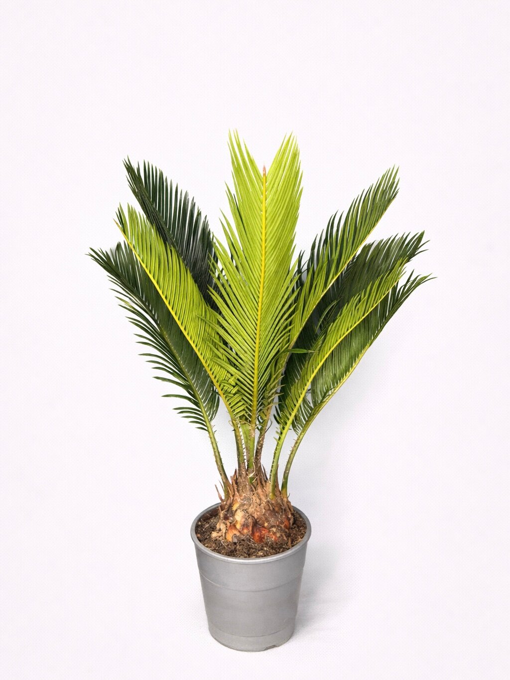 Цикас Революта (Cycas revoluta) 12см