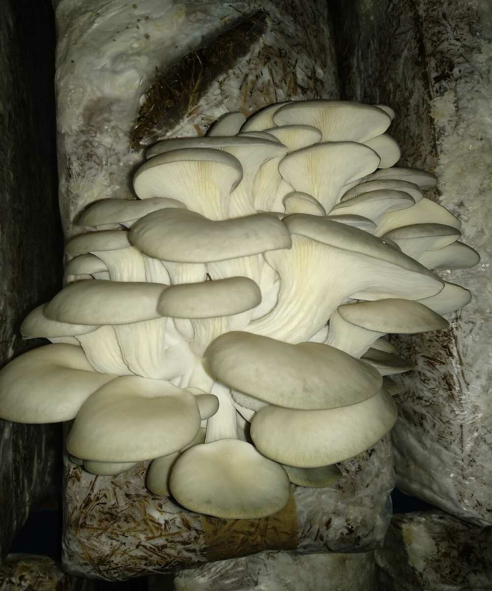 Настоящая грибница Вешенки набор для выращивания дома / семена грибов / мицелии вешенки