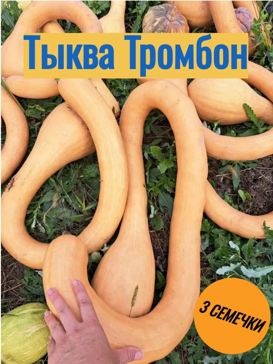 Тромбон Тыква семена