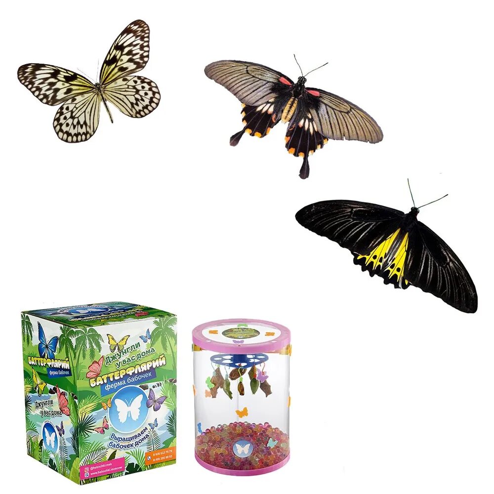 Ферма бабочек "Баттерфлярий" 3 куколки с Тройдес от Babochki Moscow / Детский развивающий набор для исследований