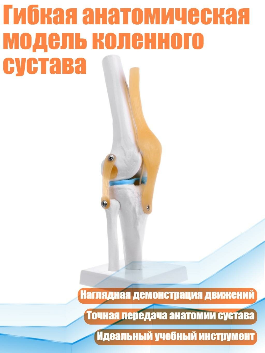 Гибкая анатомическая модель коленного сустава, Белый