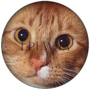 LPLWJA стеклянные кабошоны с изображением кошек 20 мм, DS199