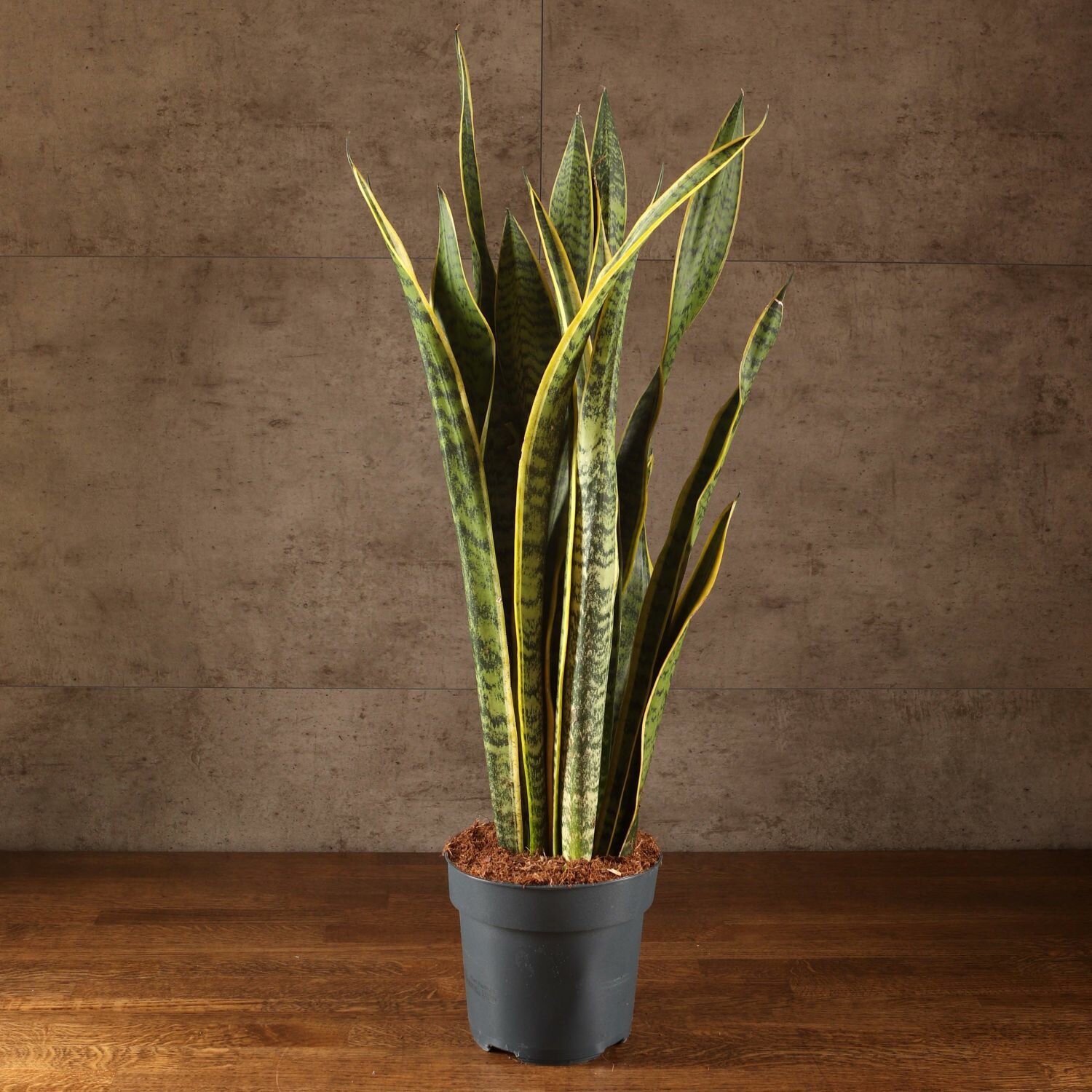 Сансевиерия Лауренти 75/21