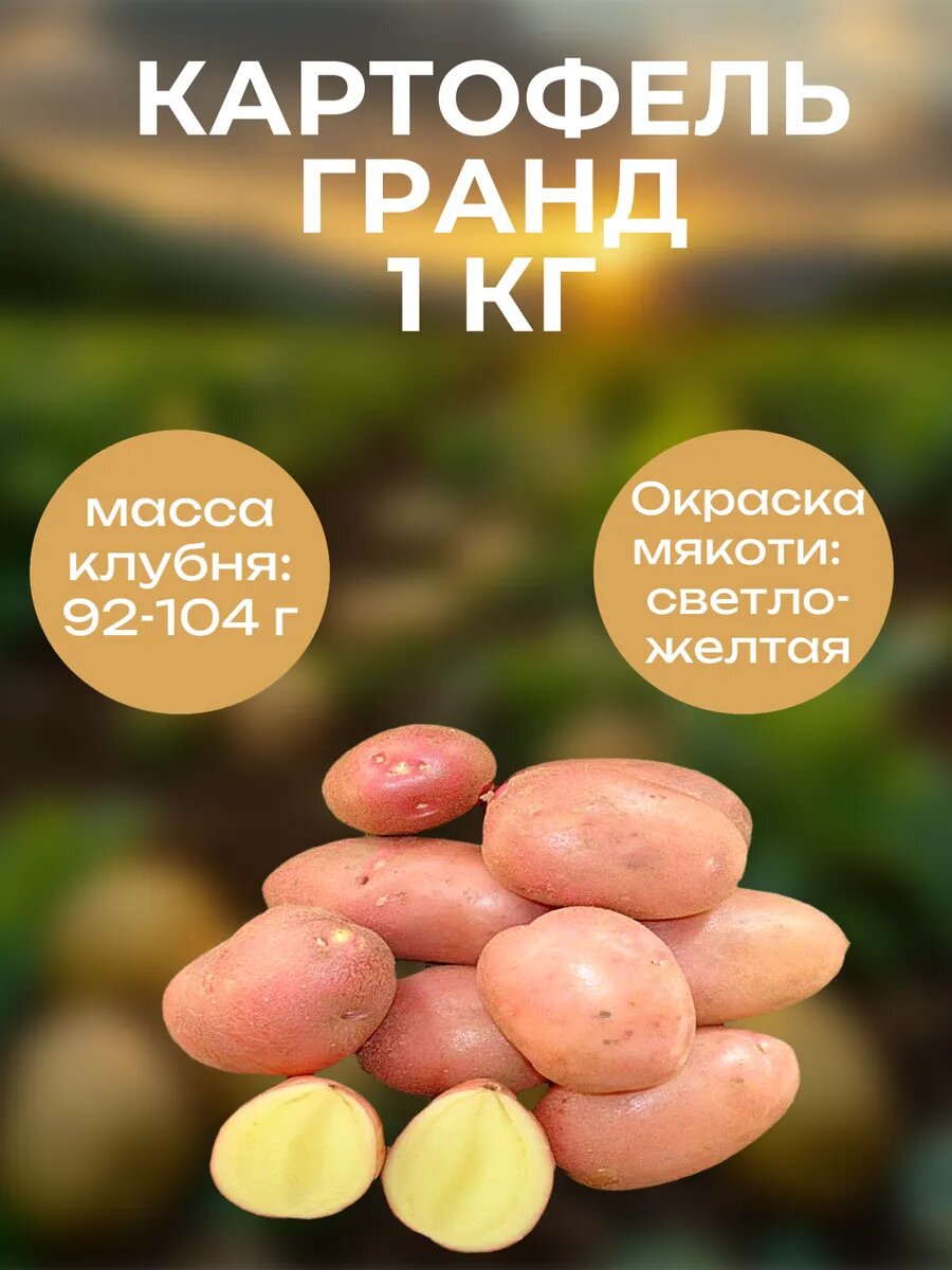 Картофель семенной Гранд, 1 кг