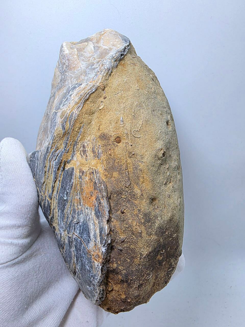 Окаменелая устрица Gryphaea, 158 мм, 2602 г.