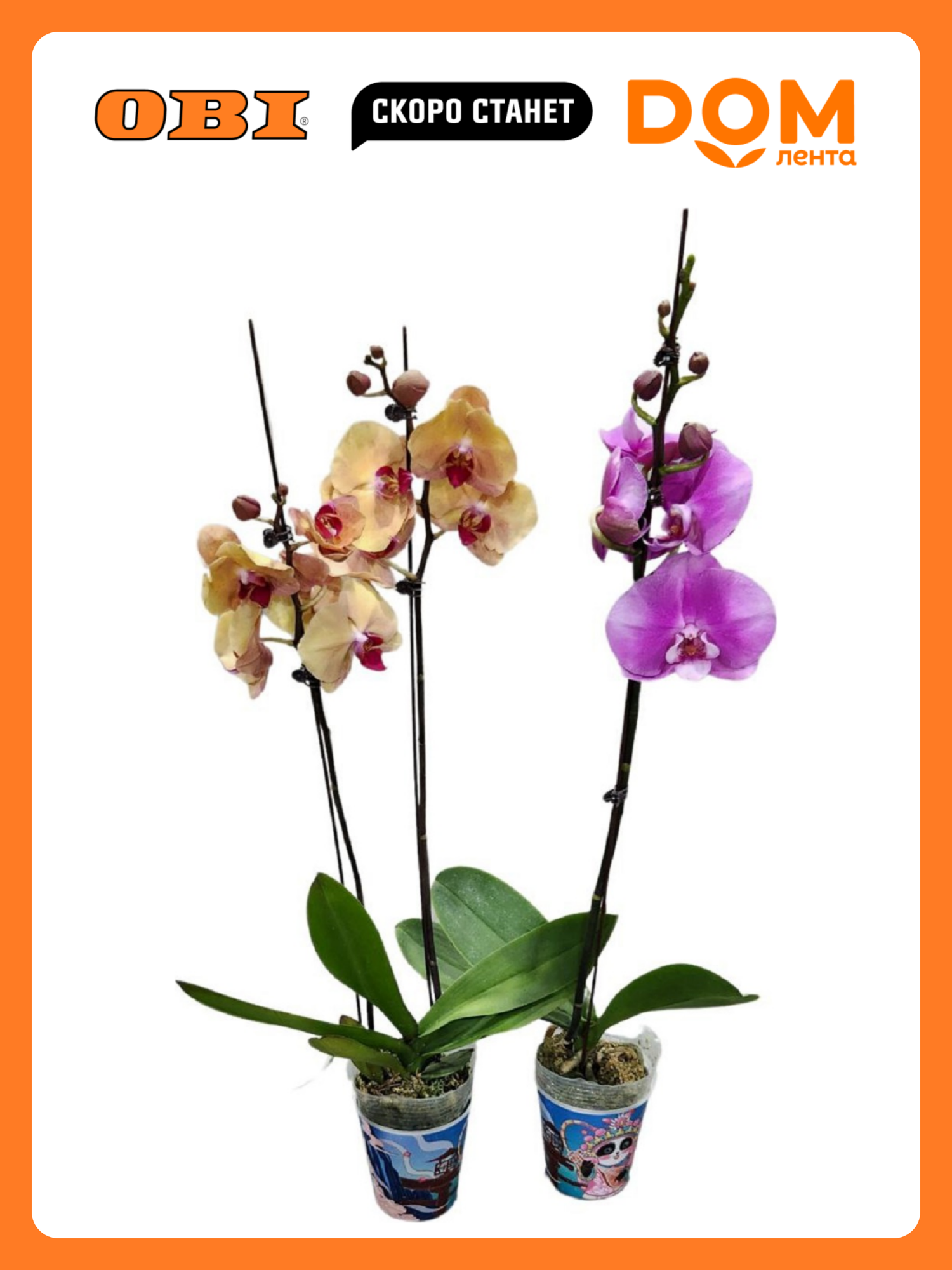 Орхидея Фаленопсис FLORA GROUP, высота 40 см, диаметр горшка 12 см