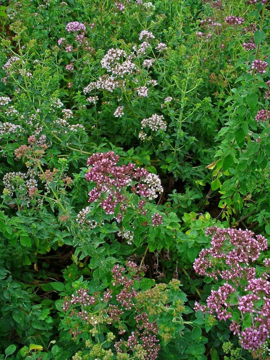 Семена Душица обыкновенная (Origanum vulgare), 30 штук