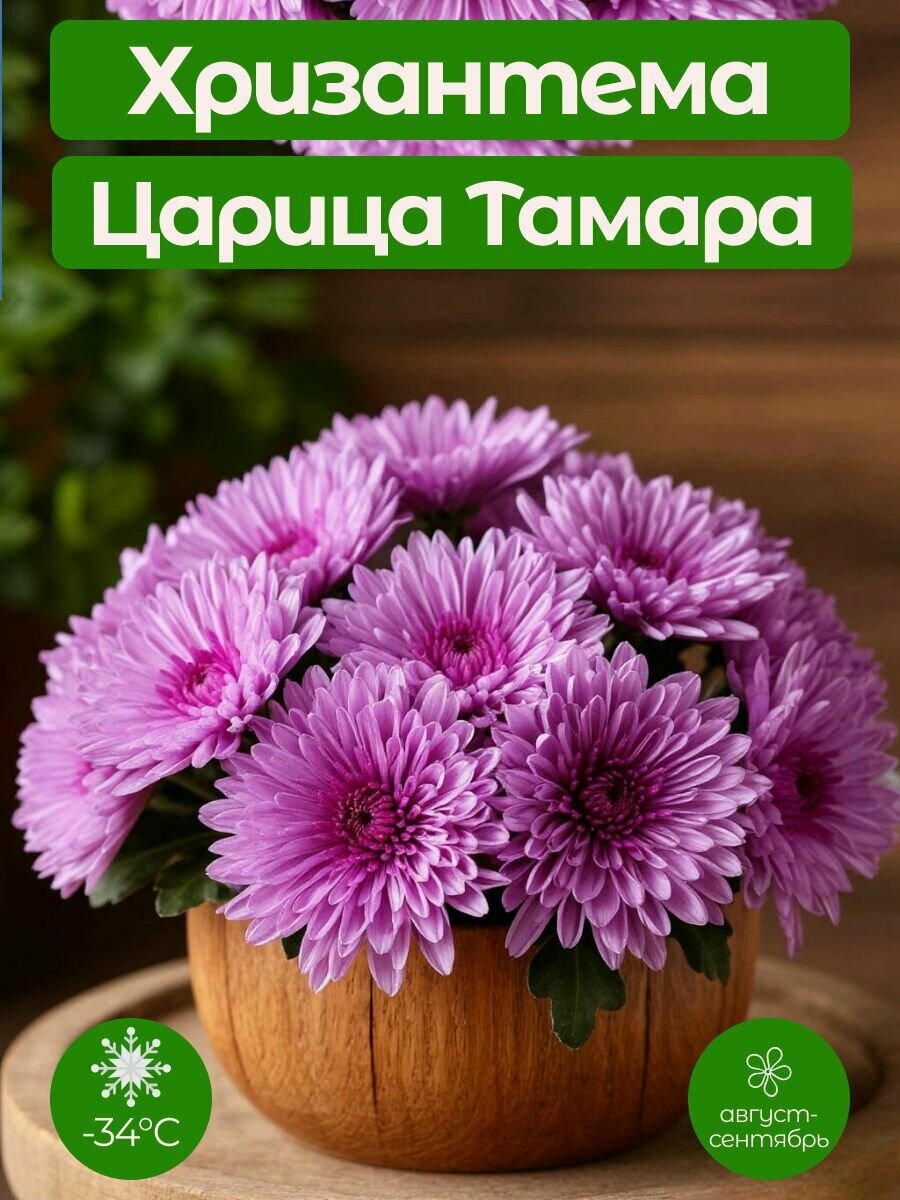 Хризантема корейская Царица Тамара ЗКС (горшок Р9)