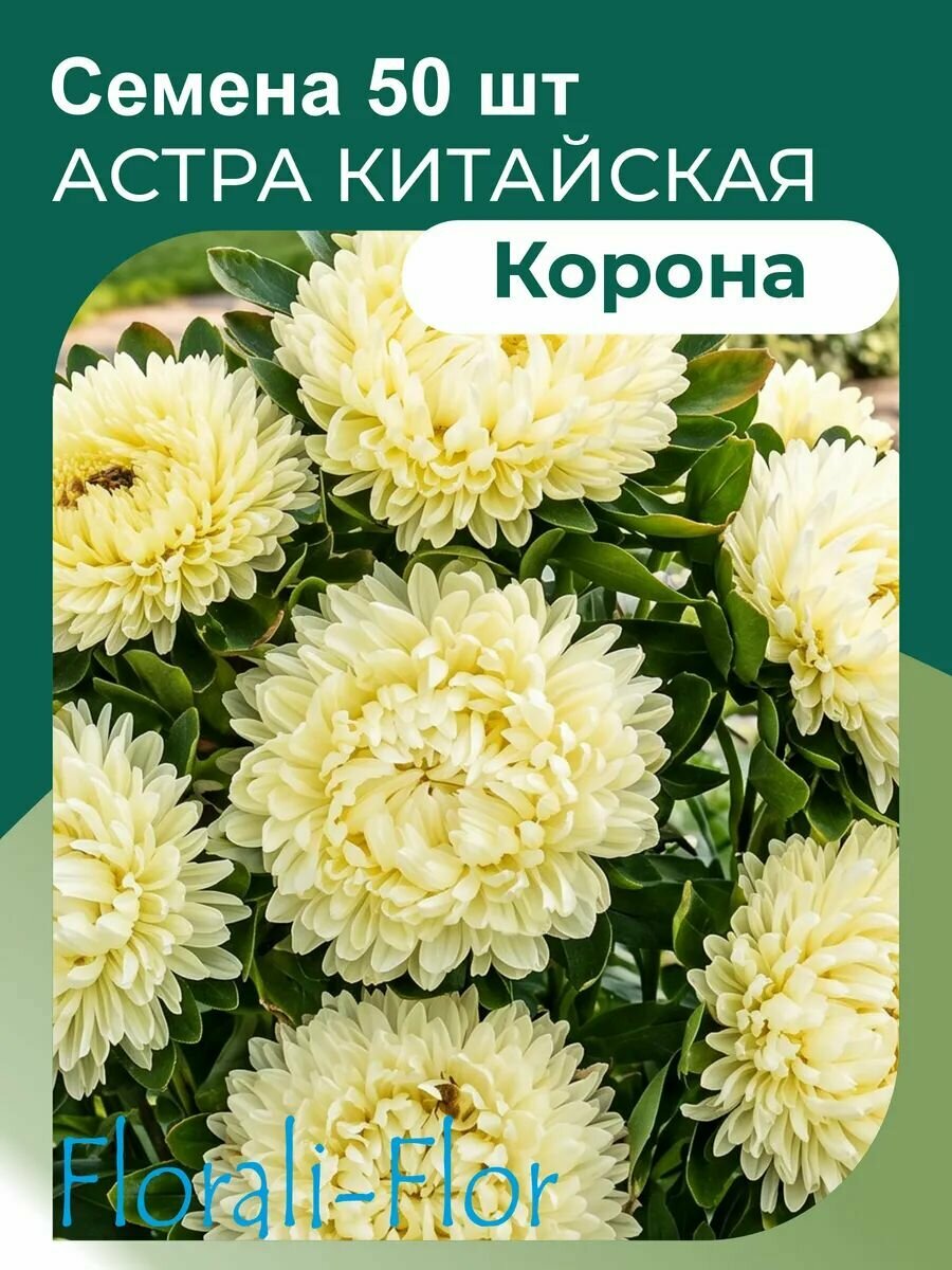 Астра Китайская Семена