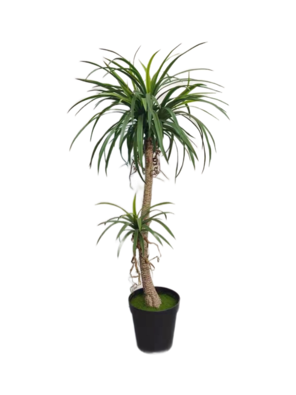 Драцена 130 см