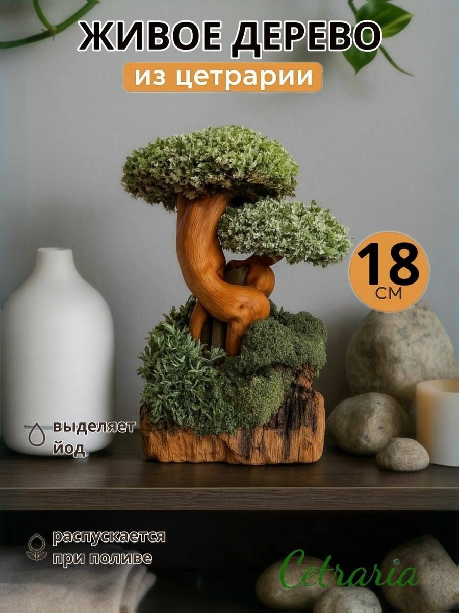 Декоративное дерево с кронами цетрарии, настольное украшение