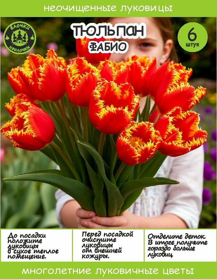 Тюльпан Луковица, Фабио 6 шт+