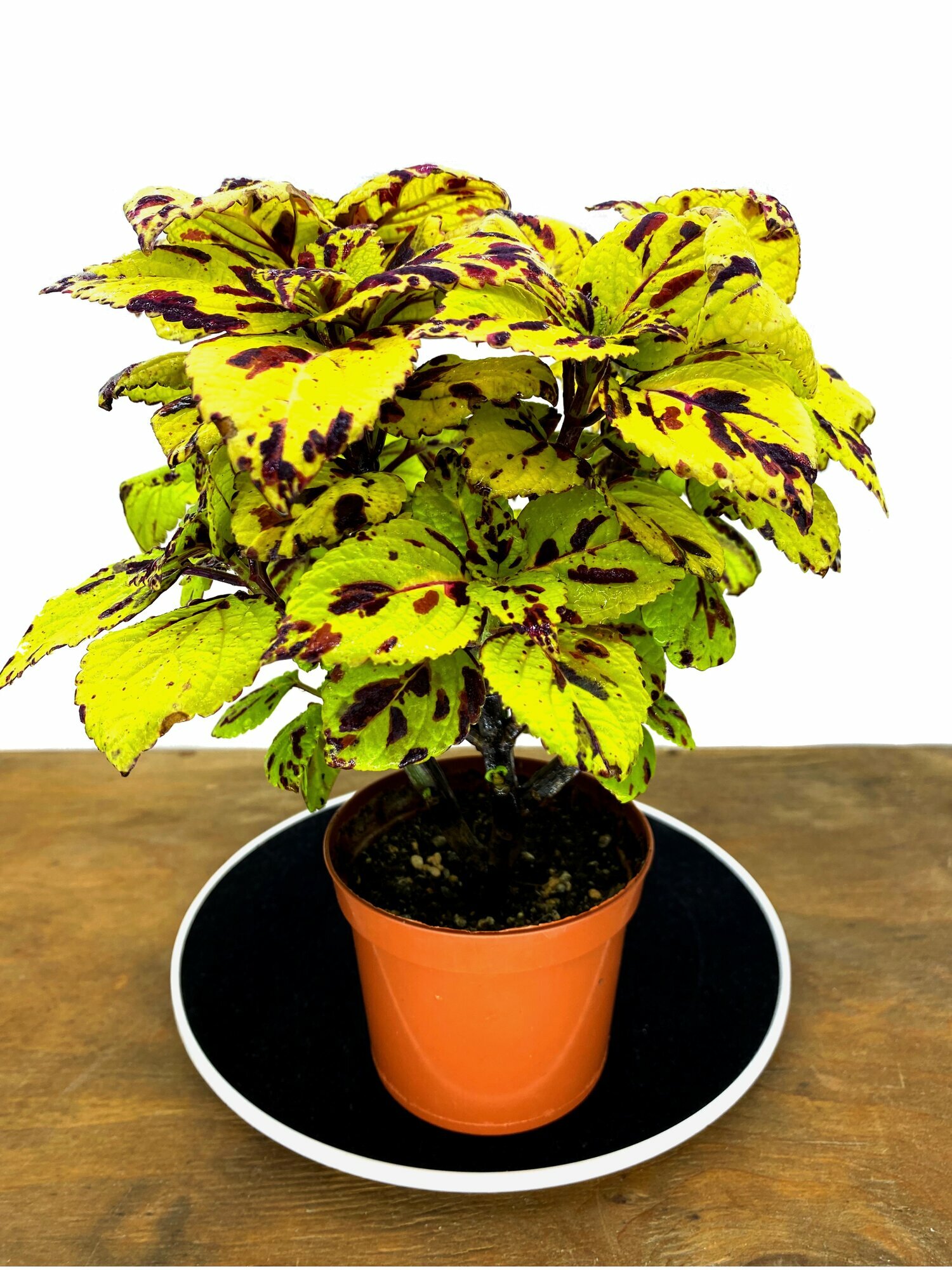 Колеус "Presidio', комнатное живое растение в горшке объемом 0,3 л (D-8cm), общей высотой 20+ см