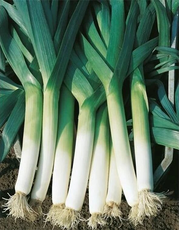 Коллекционные семена лука порей Ланцелот F1