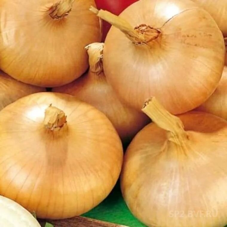 Коллекционные семена лука репчатый Скороспелка