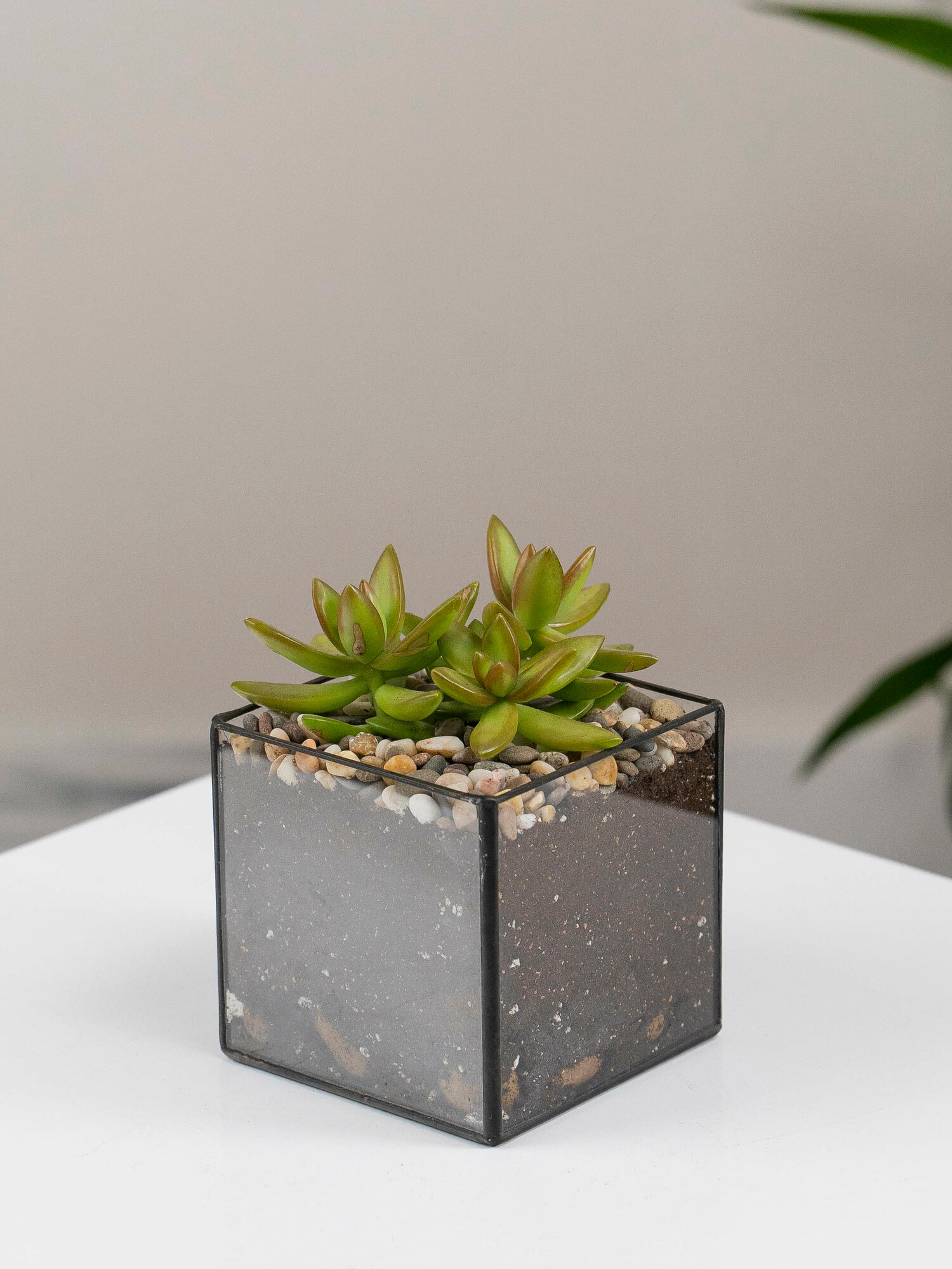 Geo Glass: Суккулент живой , стеклянное кашпо , суккулент Седум , подарок