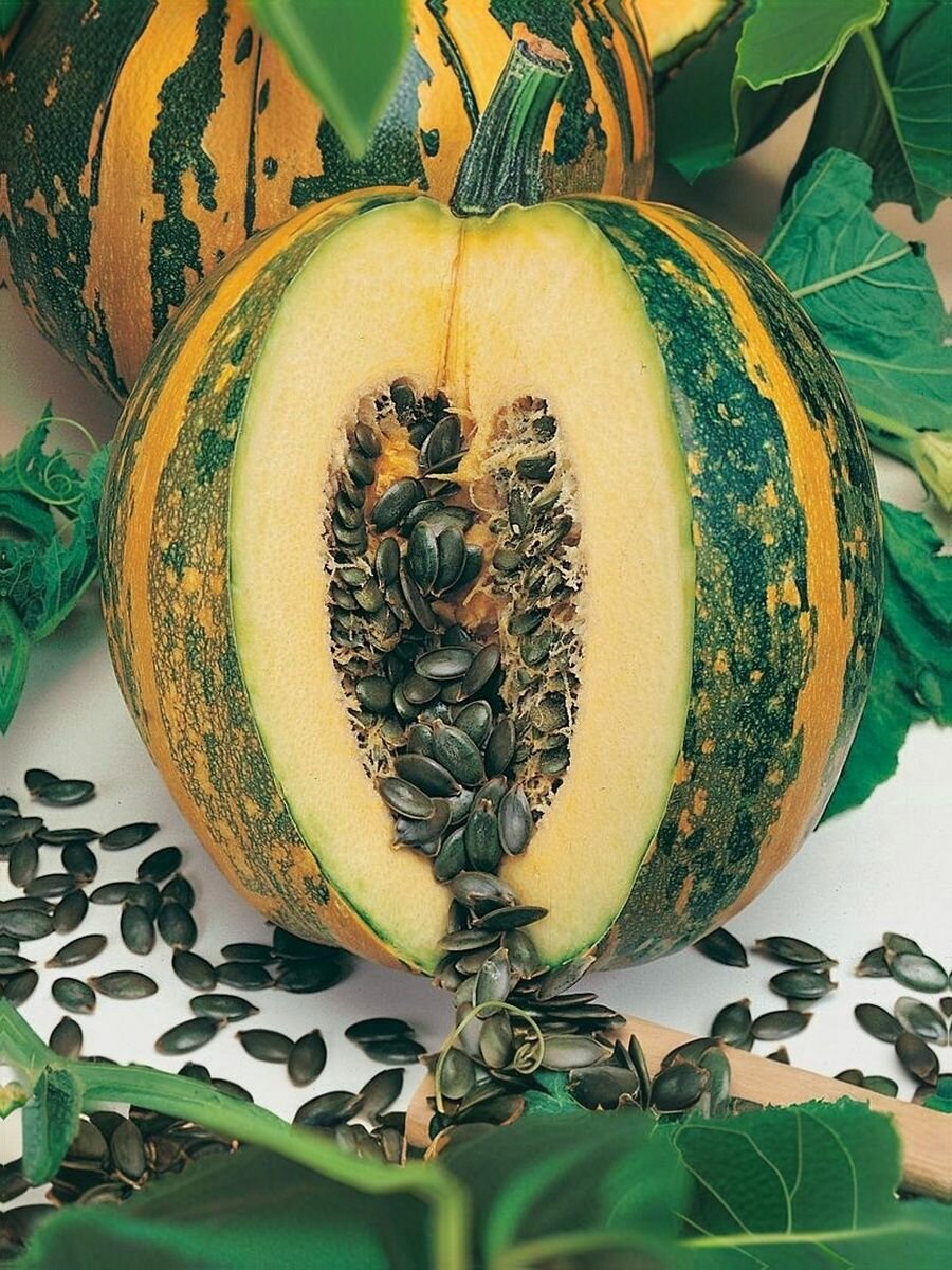 Тыква голосемянная (сорт Штирийская) семена 20 штук + Подарок