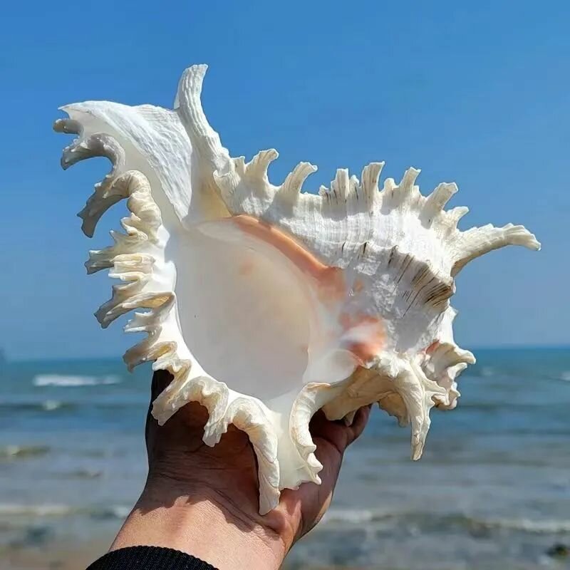 Ракушка морская Мурекс ветвистый 14-16см