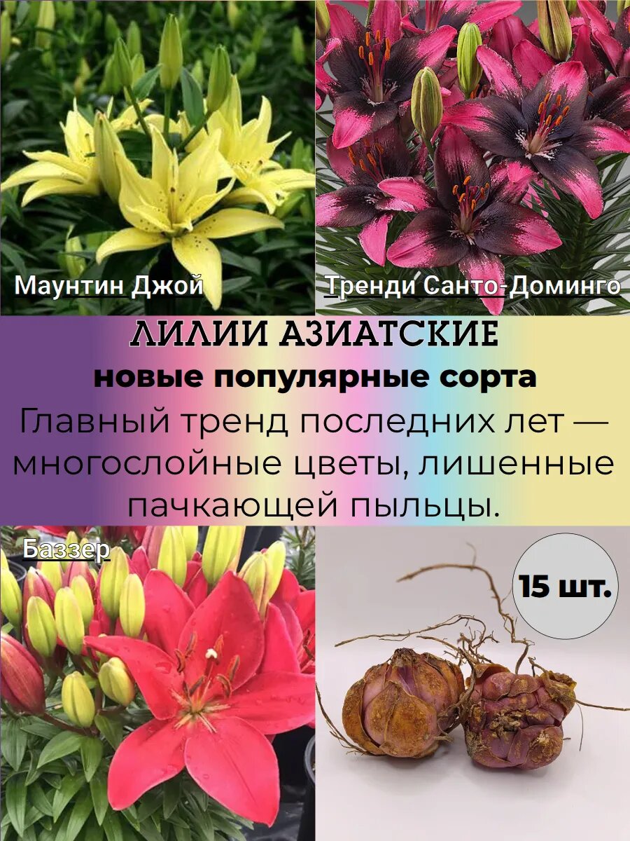 Лилии азиатские, новые популярные сорта, сет из 15 луковиц