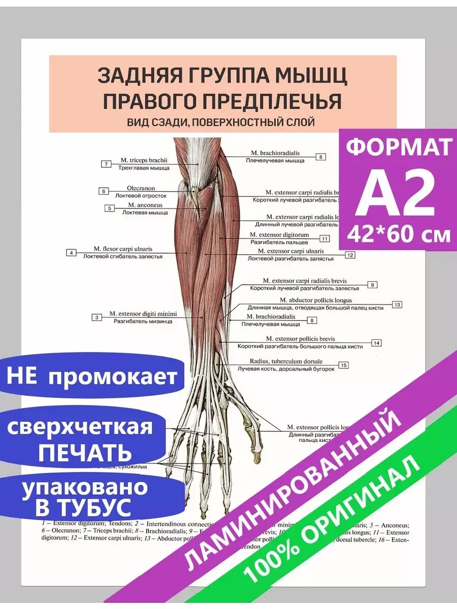 Постеры А2 по анатомии Задняя группа мышц правого предплечья