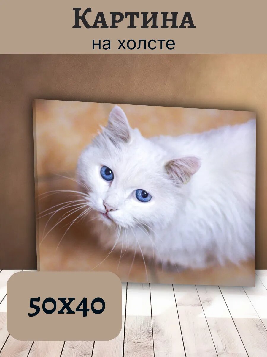 Картина Кот Кошка Cat 40x50 портрет белая кошка с голубыми