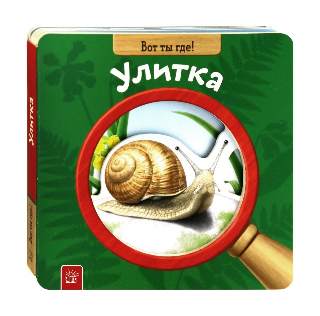 Вот ты где! Улитка — фото 1