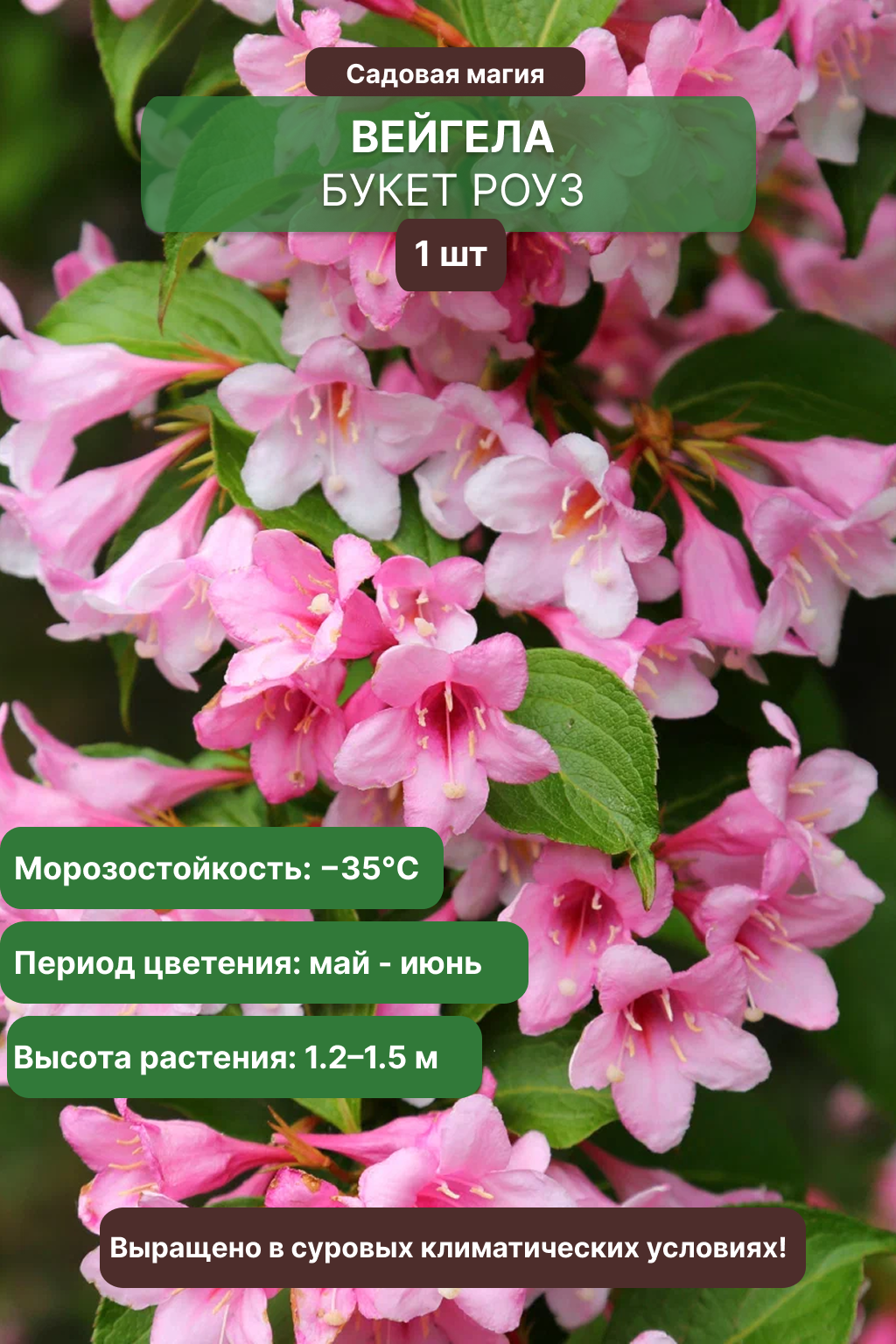 Вейгела Букет Роуз (Weigela florida Buket Rose) / ароматный, морозостойкий сорт