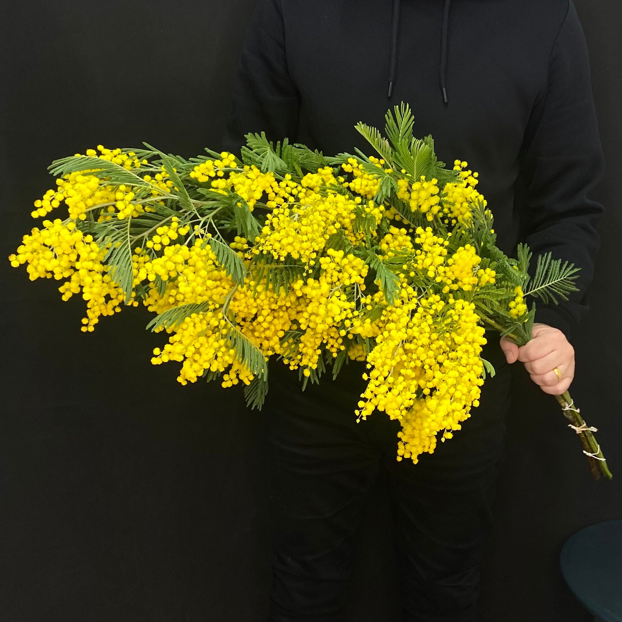 Пучок мимозы (3-5 веточек) / Монобукет мимозы, высотой 55 см