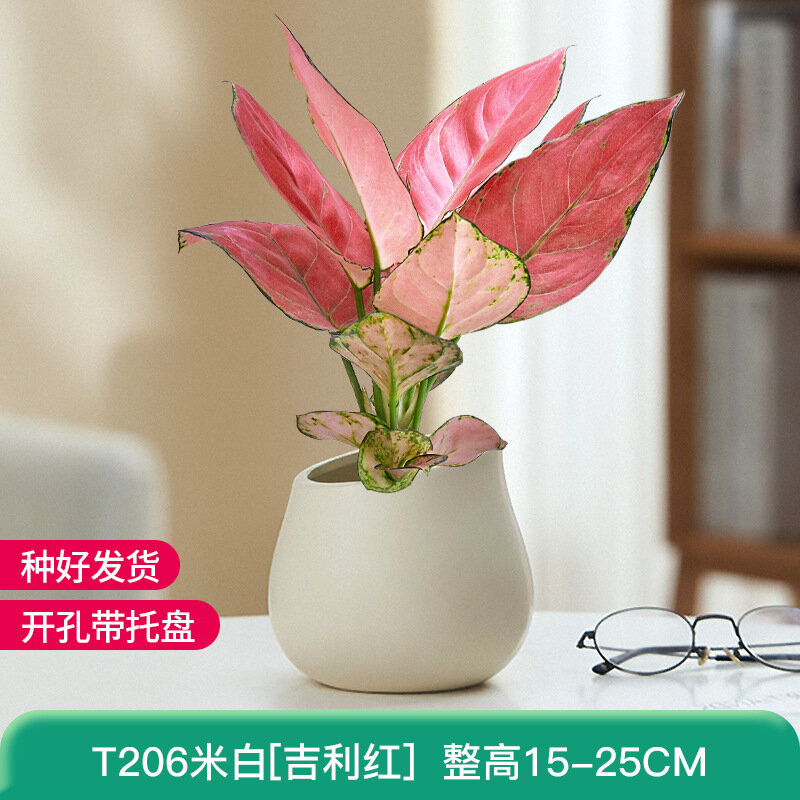 Горячая распродажаСкандинавская INS Дерево удачи Зеленое растение Комнатное цветение Офис Гостиная Настольный маленький орнамент Легко ухаживать Всесезонный