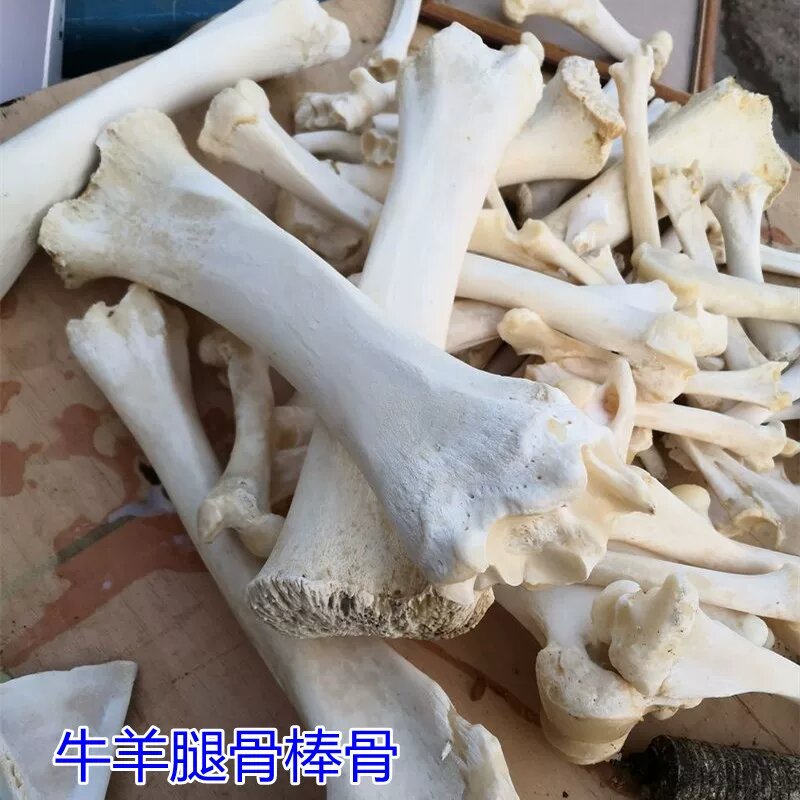 Образцы бычьих костей, отбеленные кости ягнятины, практика резьбы по костям ягнятины, ручная роспись, обучение ремеслам