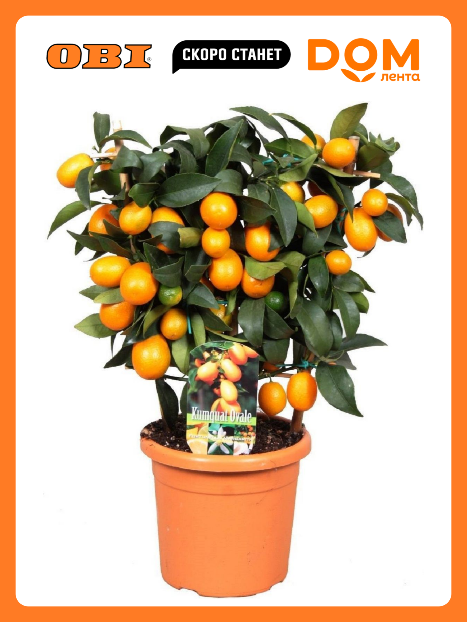 Растение FLORA GROUP Цитрофортунела Каламондин, высота 35см, горшок D15