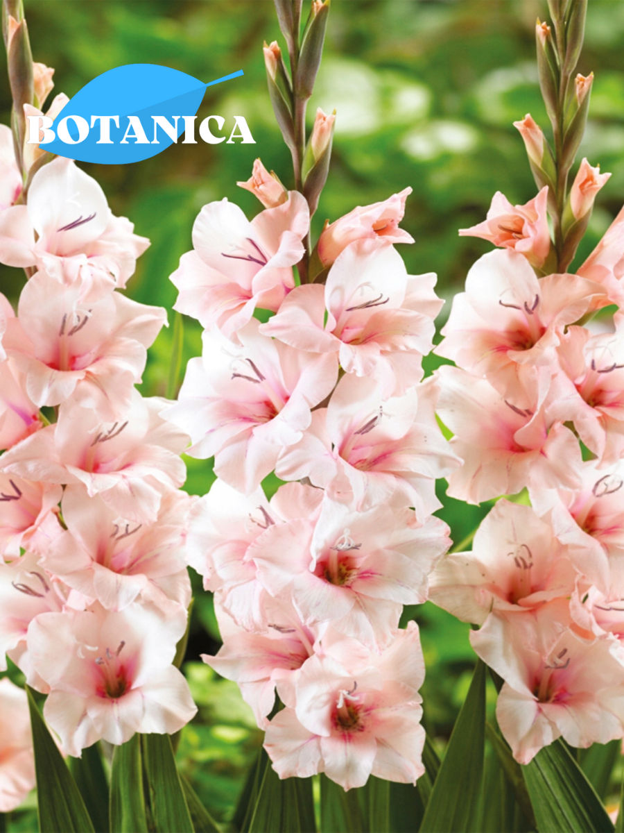 Клубни цветов, botanica garden , Гладиолус Леголас (5 луковиц)