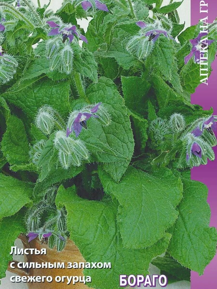 Бораго (Огуречная трава) Гном 0,5 г, Семена Поиск