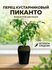 Перчик Пиканто( саженец)