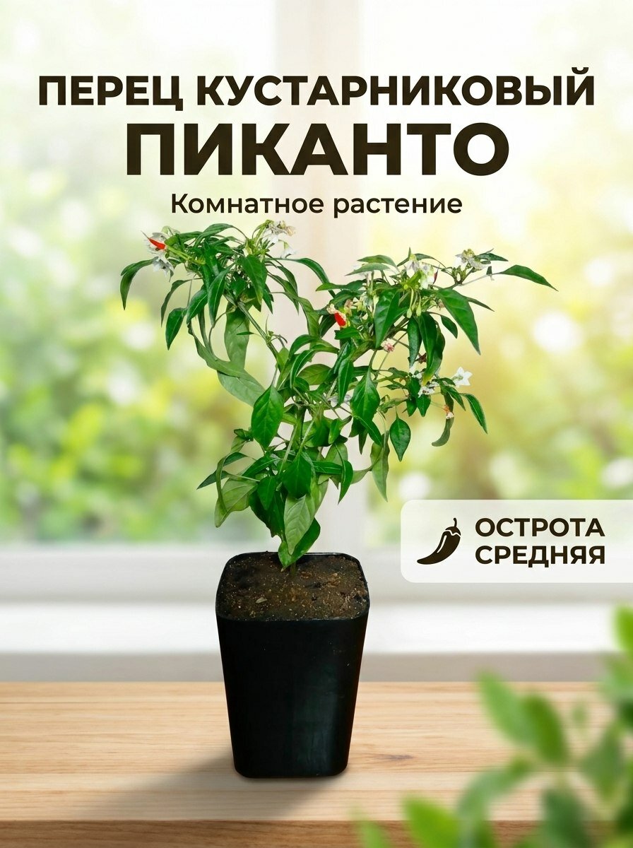 Перчик Пиканто( саженец)