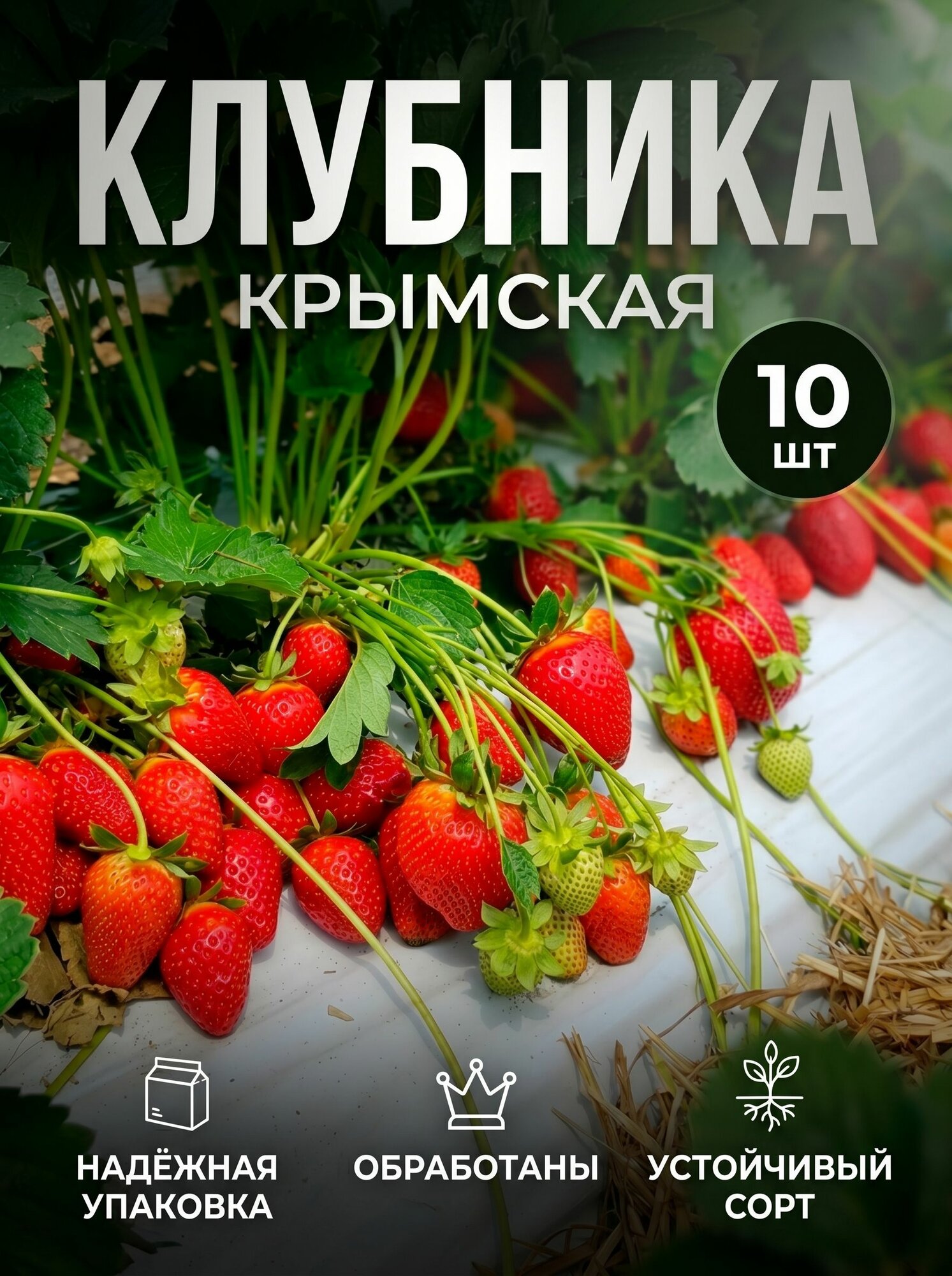 Саженцы клубники крымская 10-шт, доедут хоть куда