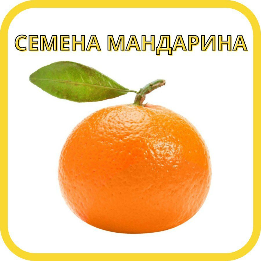Мандарин комнатный, мини-мандарин для дома- семена 5шт — фото 1