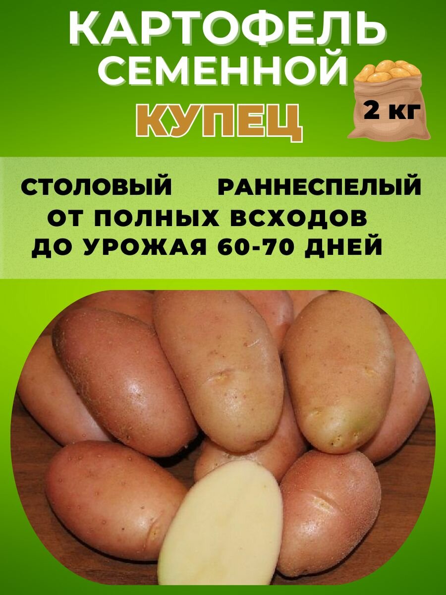 Картофель семенной Купец 2 кг, клубни на посадку