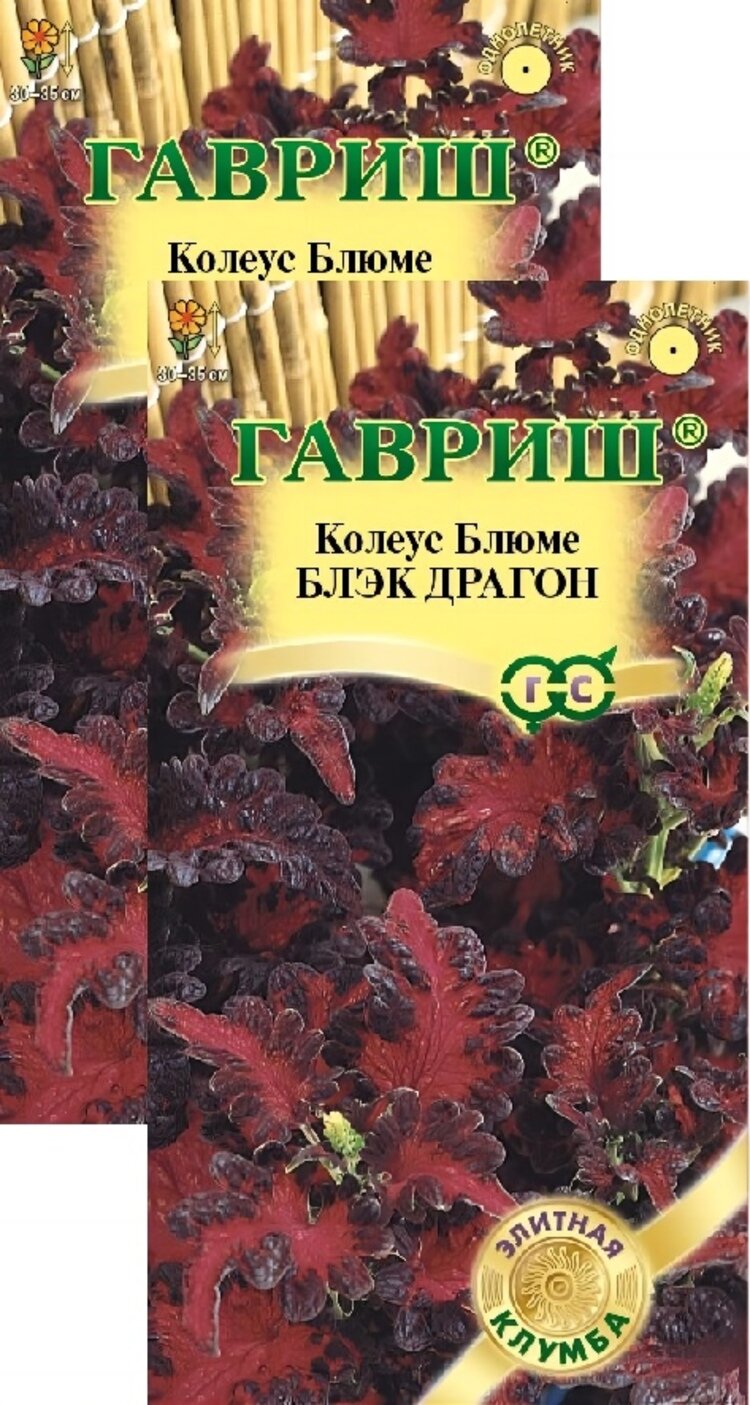 Семена Колеус Блэк Драгон (4 шт), 2 пакета, Агрофирма Гавриш