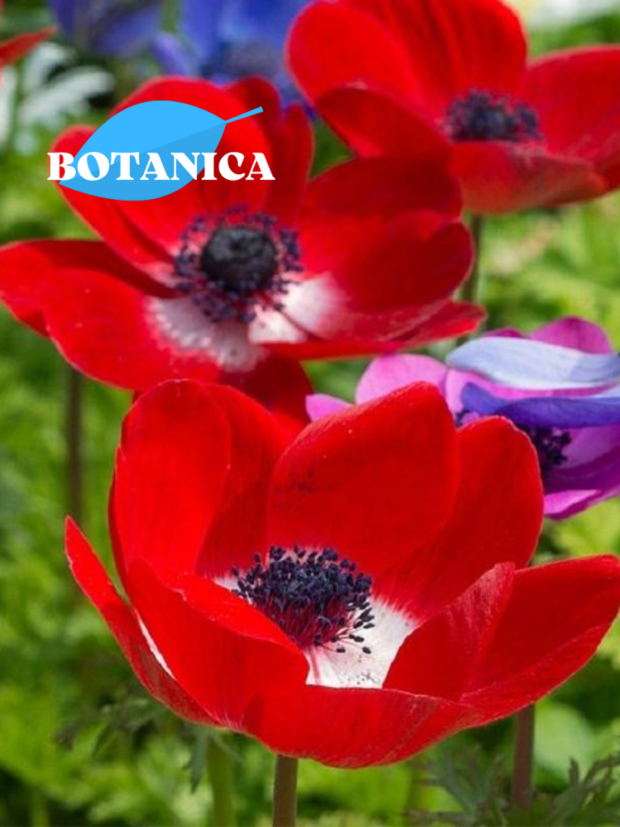 Луковицы цветов, botanica garden, анемоны голландия, 10 штук