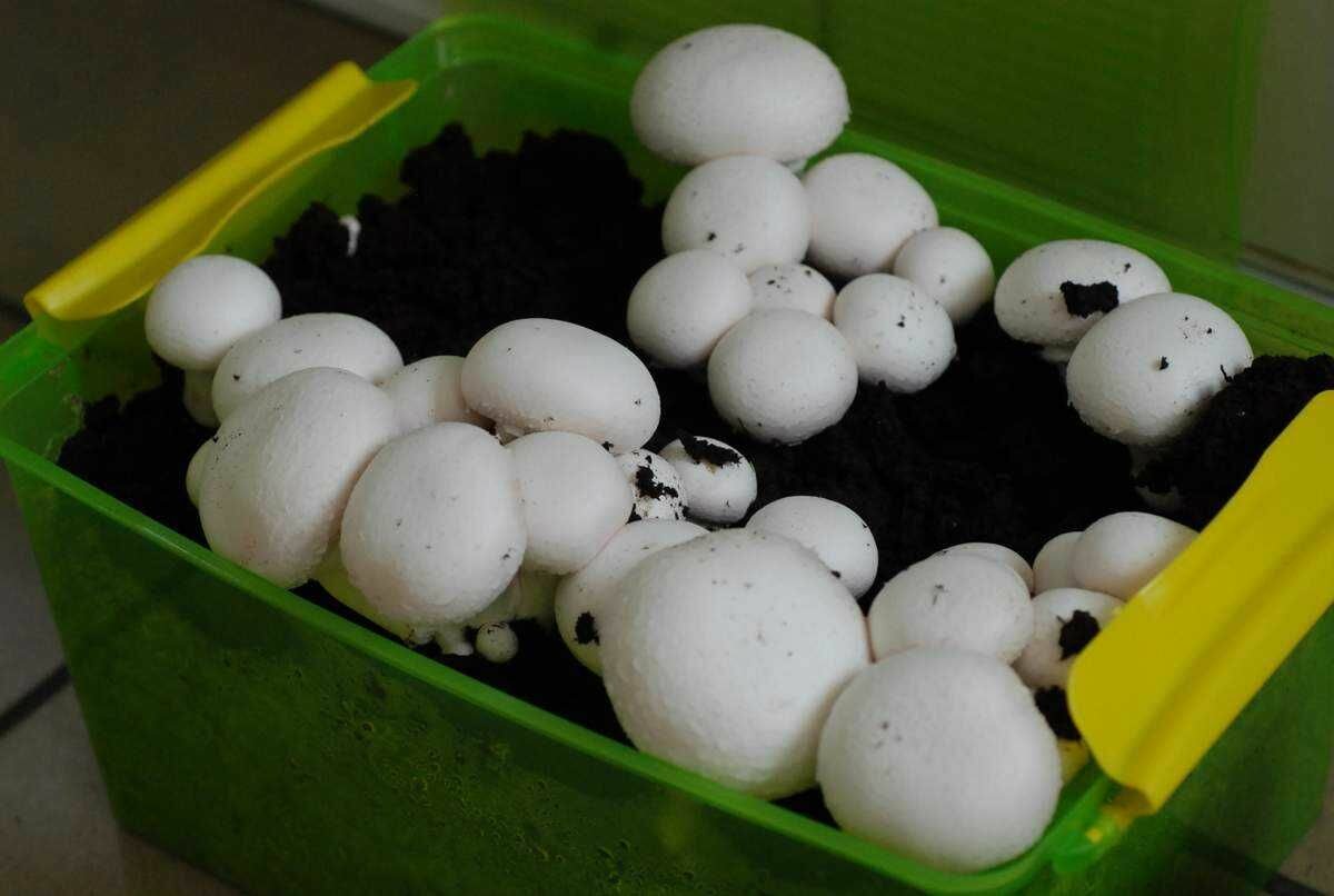 Мицелий грибов шампиньонов белых зерновой ( штамм ТШ-512) - 100 гр.