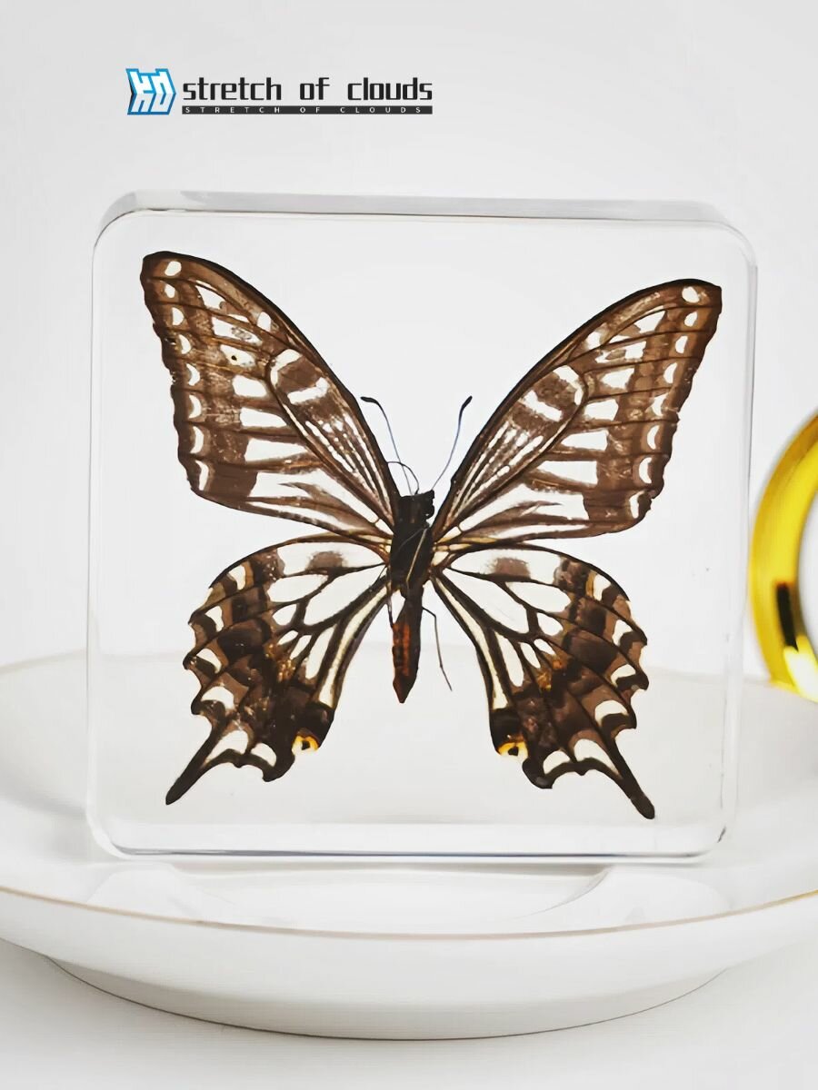 Образцы насекомых, коллекция насекомых, образцы бабочек 1 Цитрусовая гребенчатая бабочка