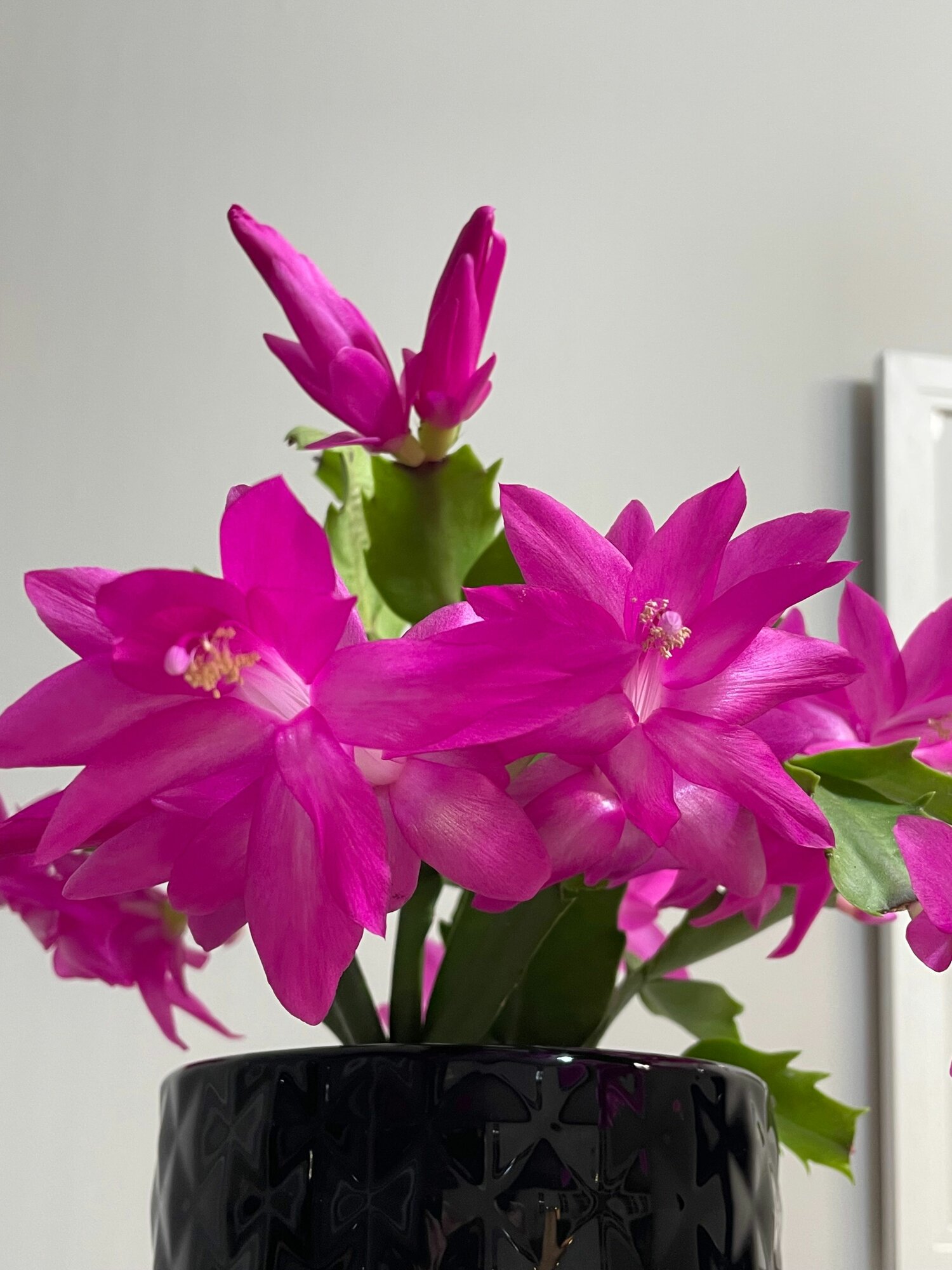 Декабрист сортовой фуксия