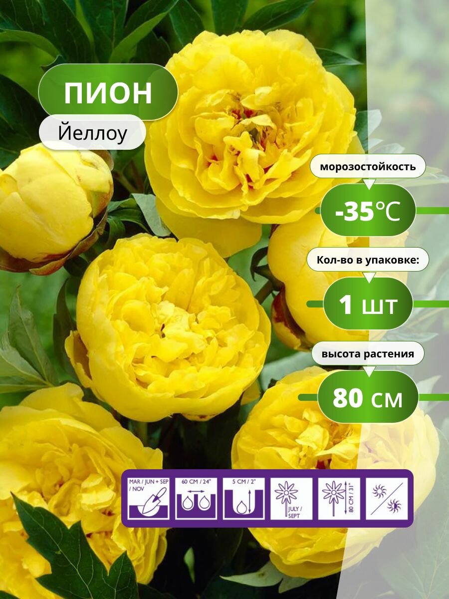 Корень пиона Holland Bulb Market "Йеллоу", желтый, многолетник, высота 80 см