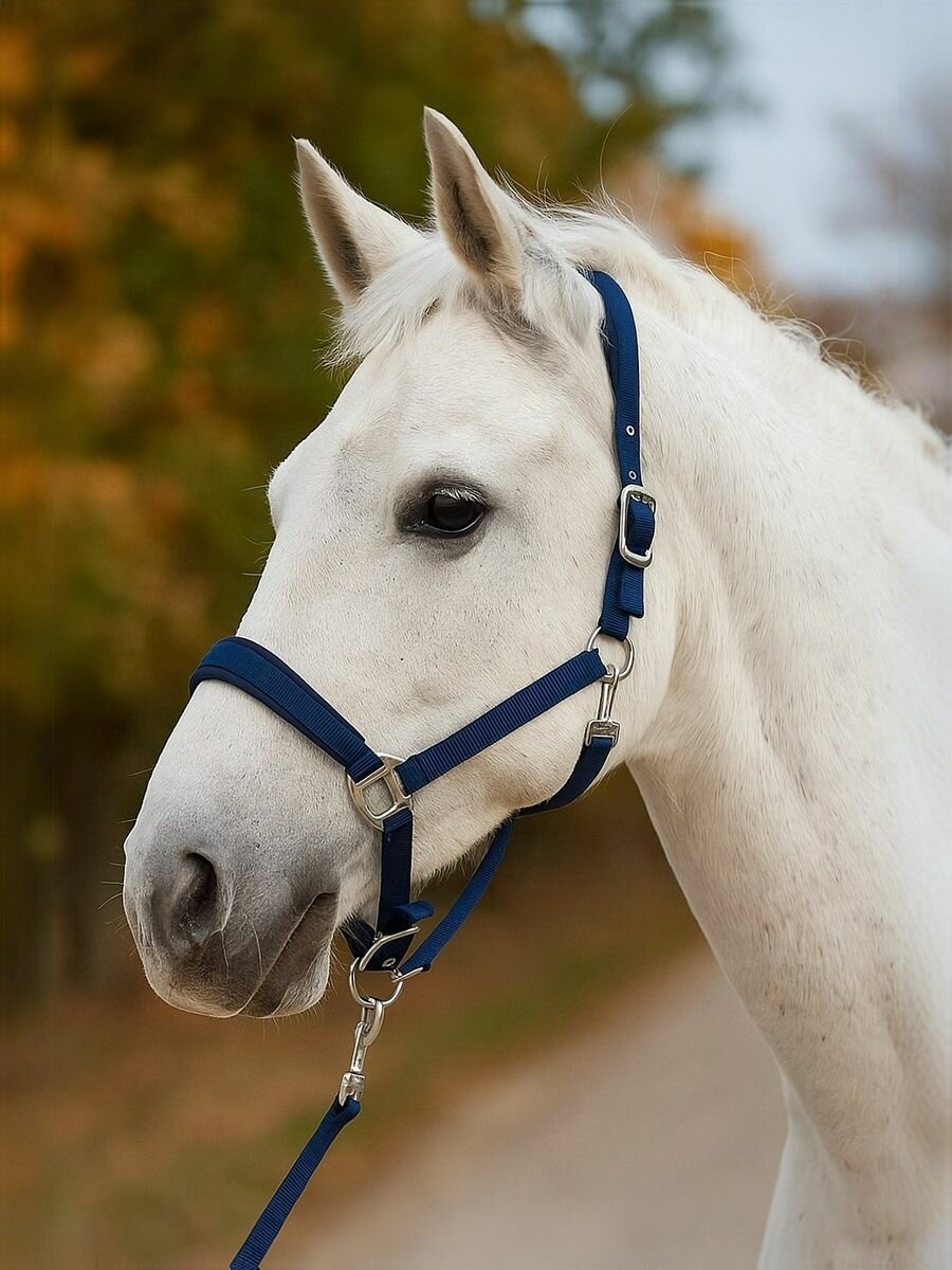 Недоуздок с неопреновой подложкой Garny HorsePlanet