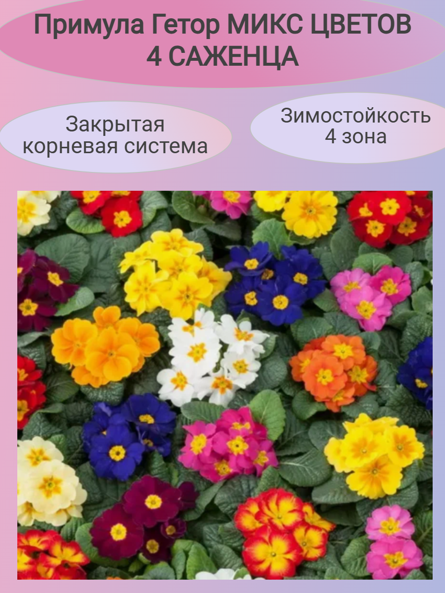 Примула Гетор Микс Цветов (4 саженца)