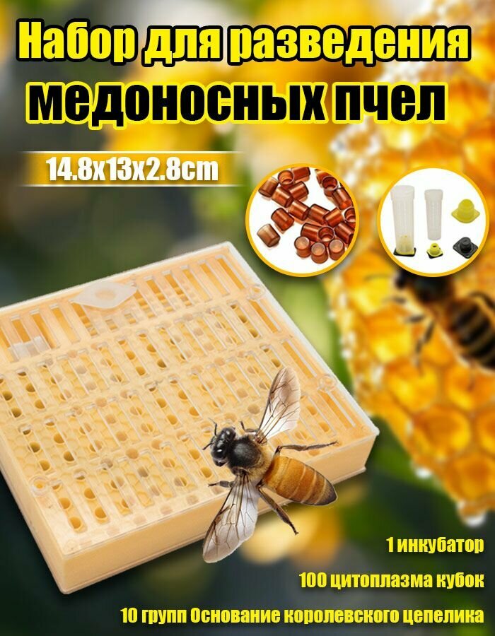 Джентерский сот