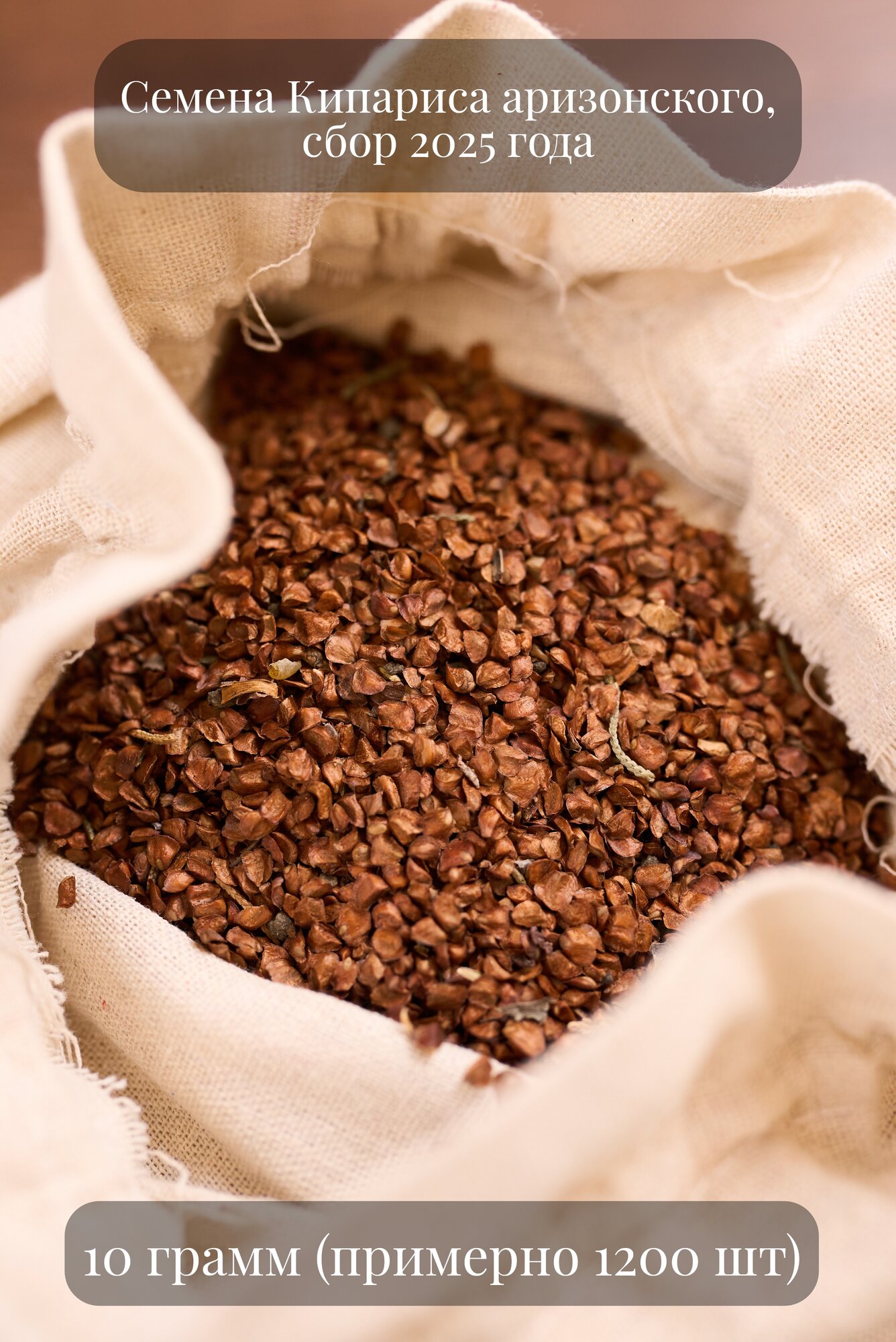 Семена Кипариса аризонского, 10 грамм (примерно 1200 шт)